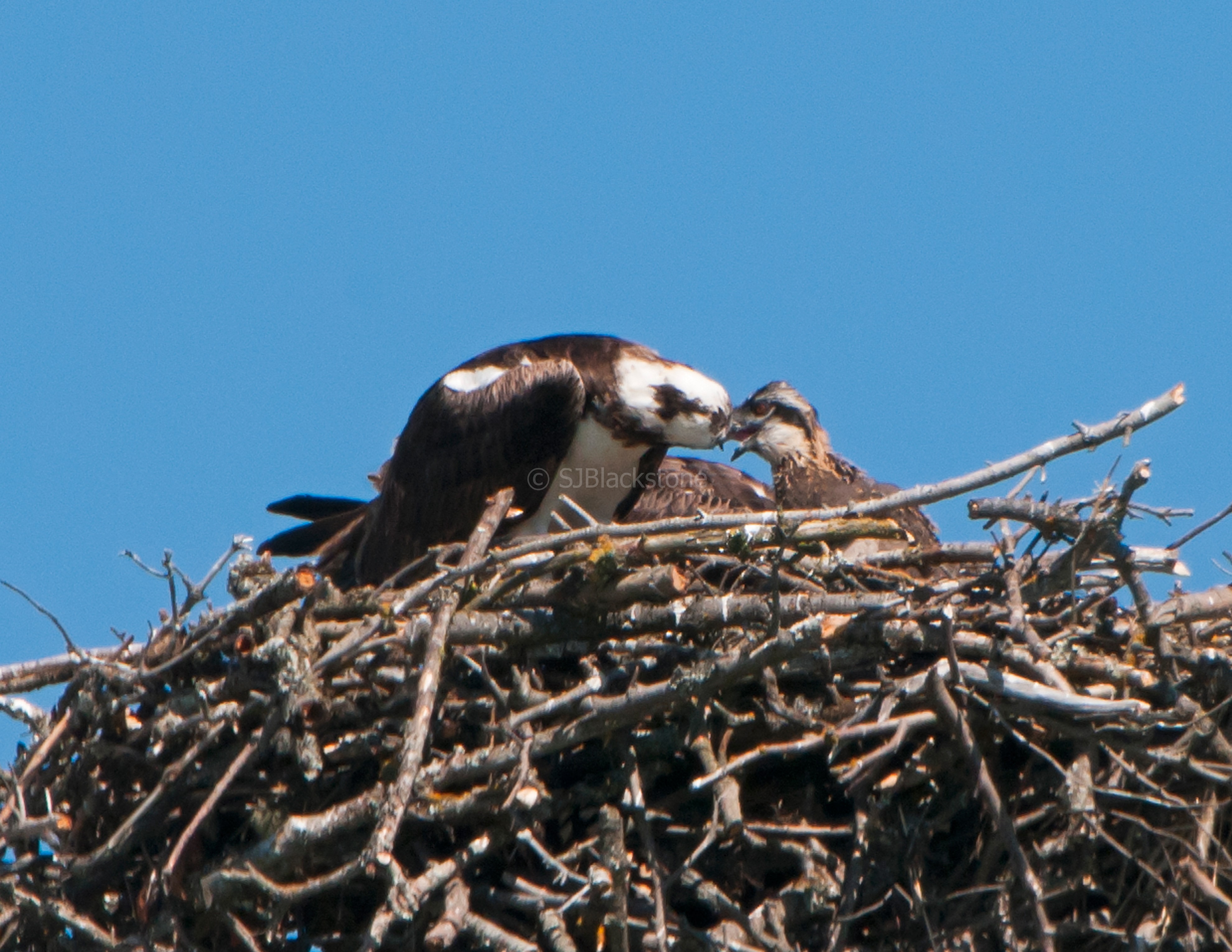 Female Osprey feeding chick – Wings and Feathers