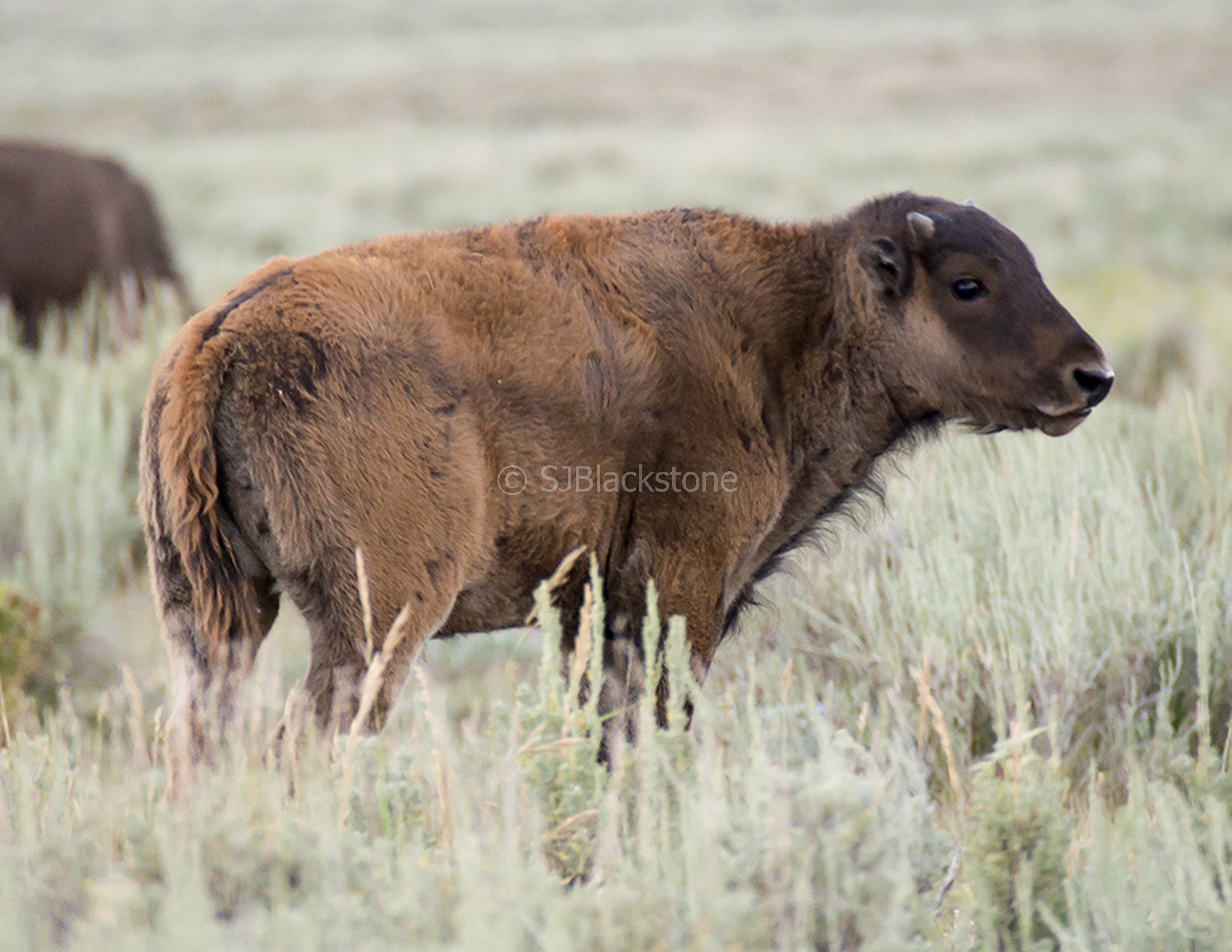 Bison Calf – Wings and Feathers