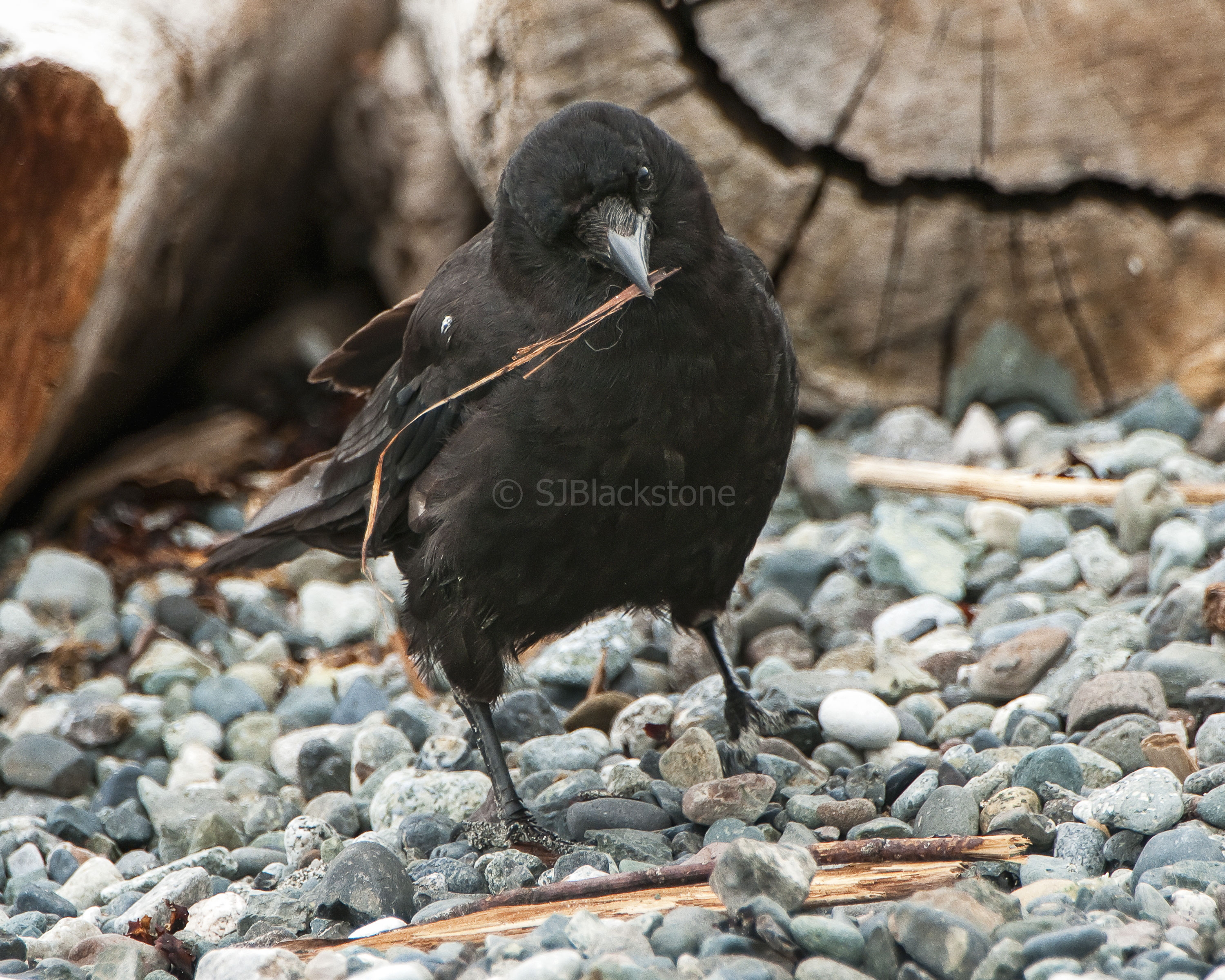 Crow on the Beach | Wings and Feathers