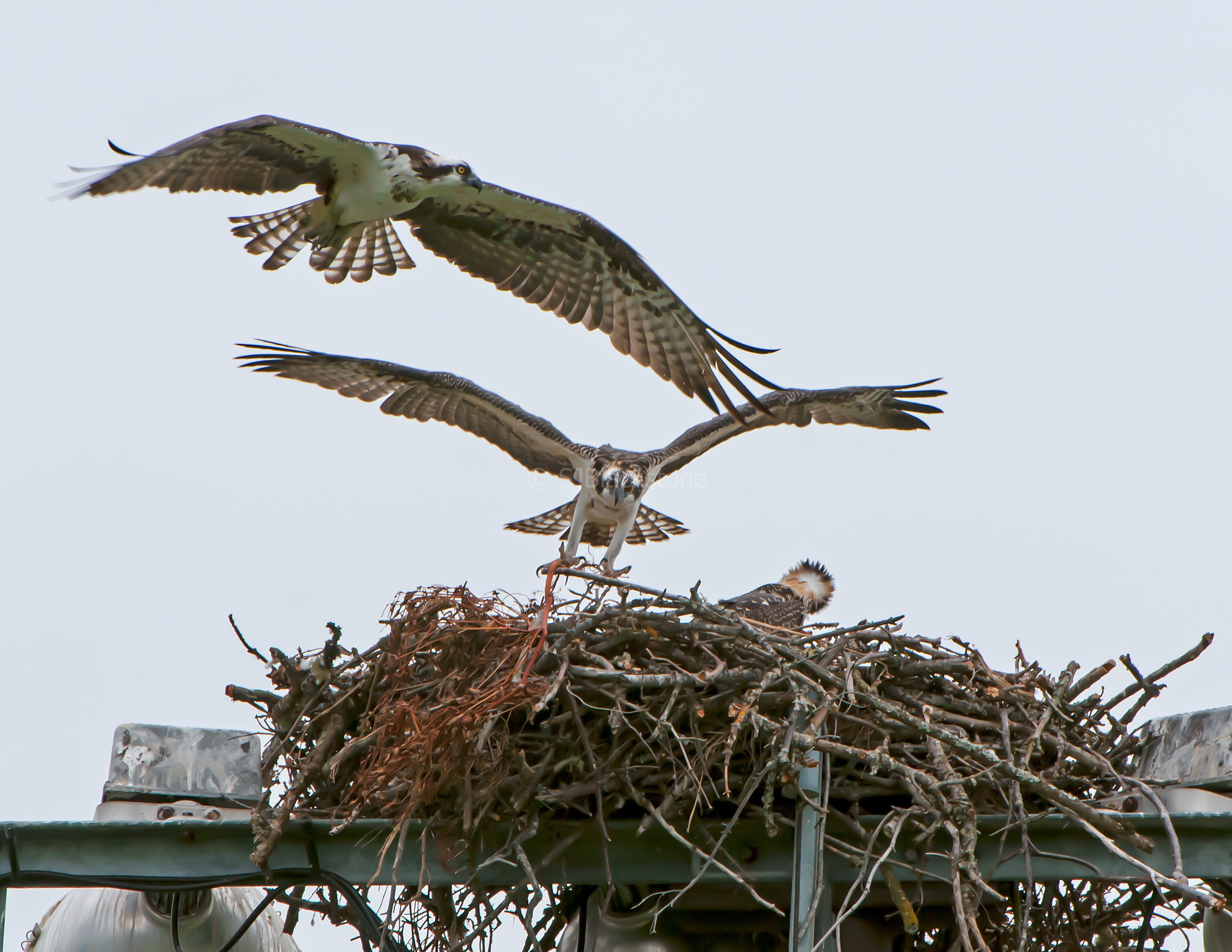 0119142013 Osprey First Flight33 – Wings and Feathers