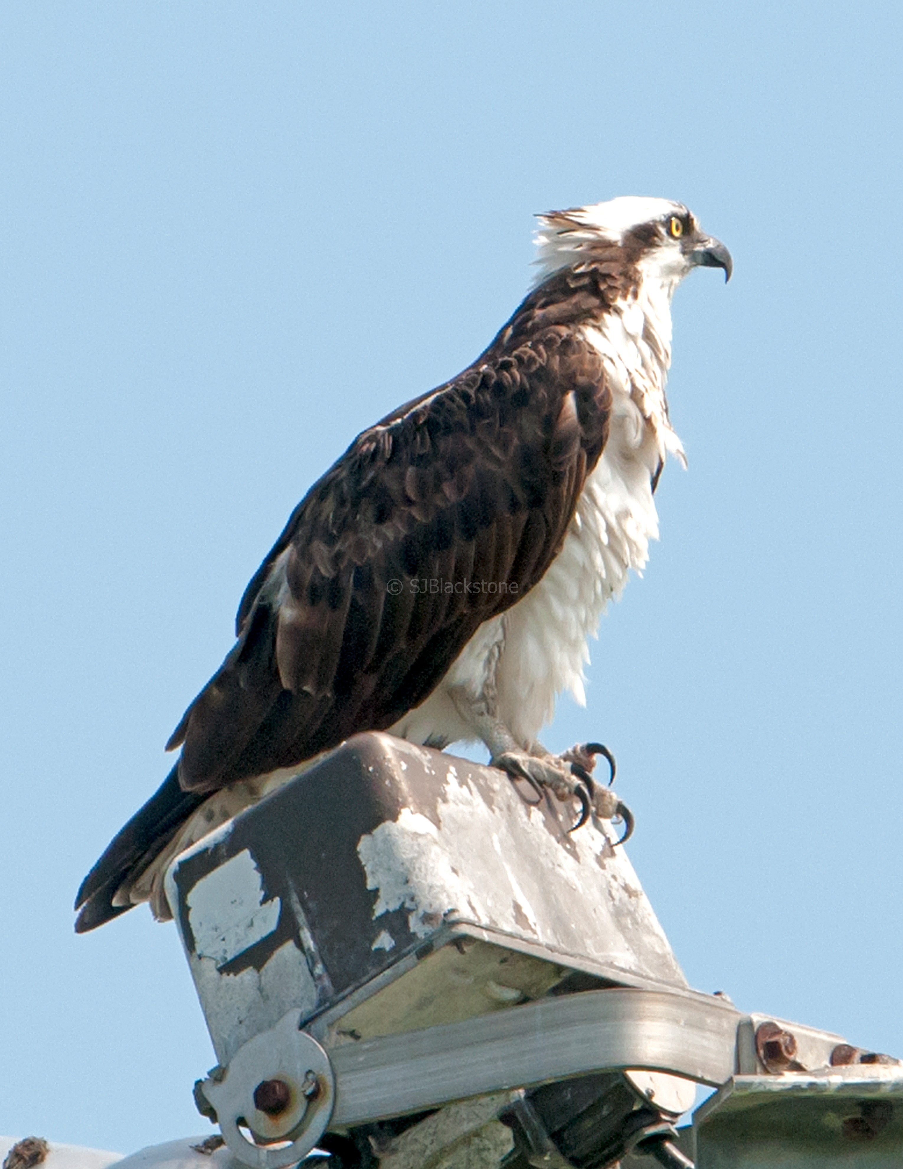 Female osprey perched | Wings and Feathers