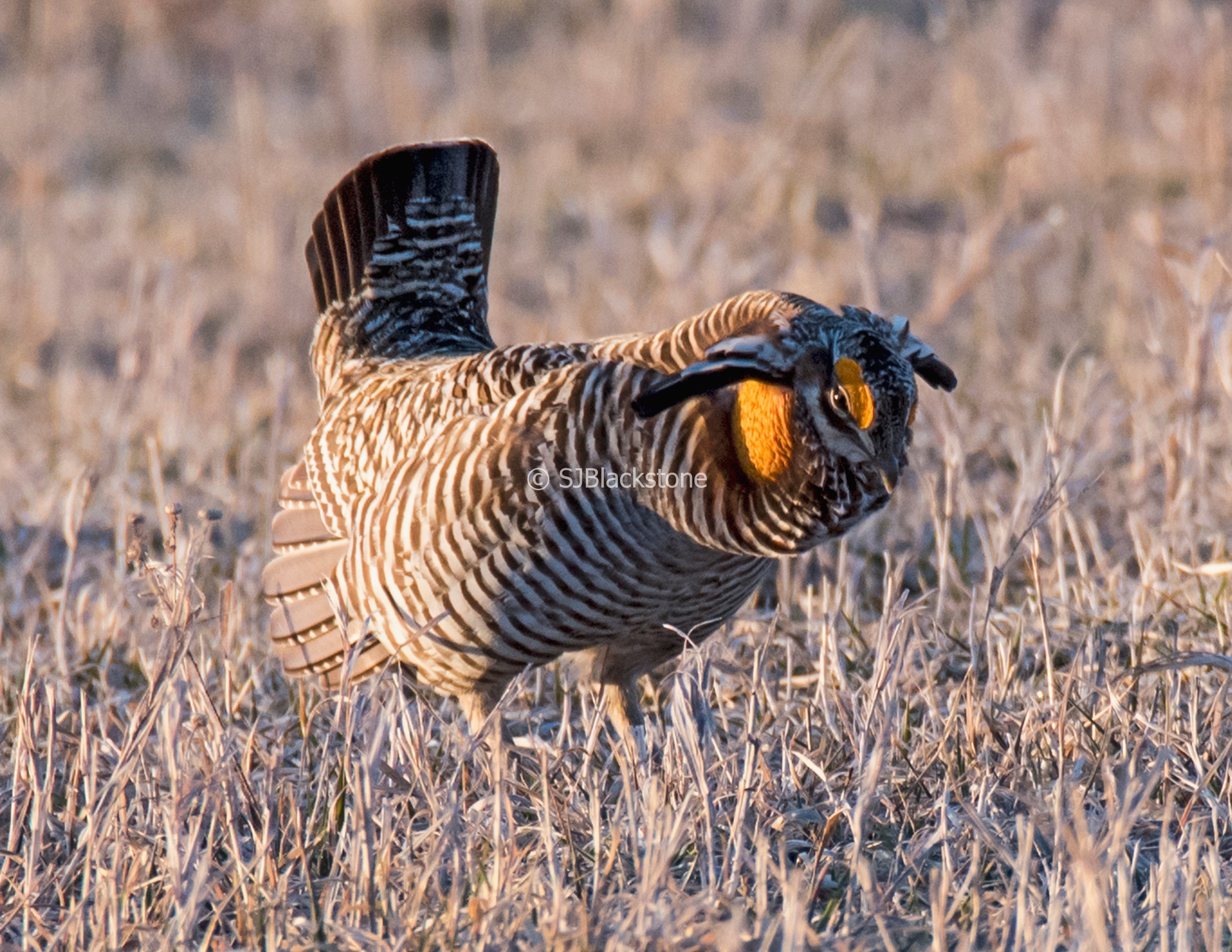 Prairie Chicken Drumming – Wings and Feathers